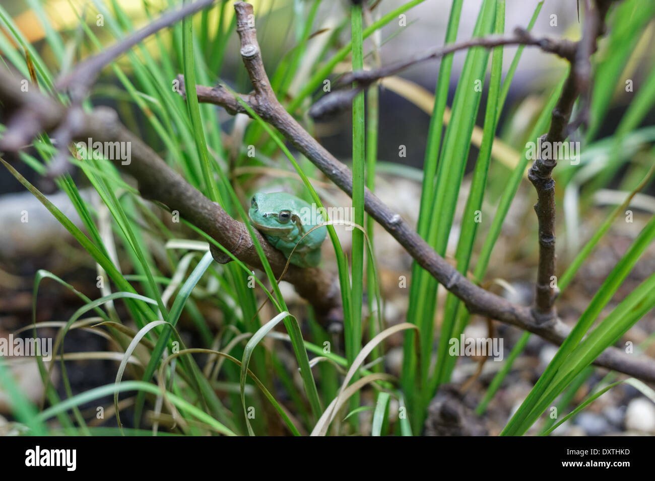 Meridionalis hi-res stock photography and images - Alamy