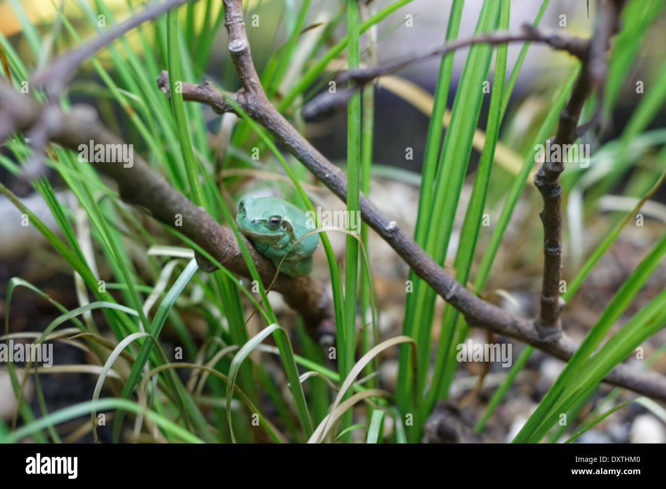 Stripeless tree frog hi-res stock photography and images - Alamy