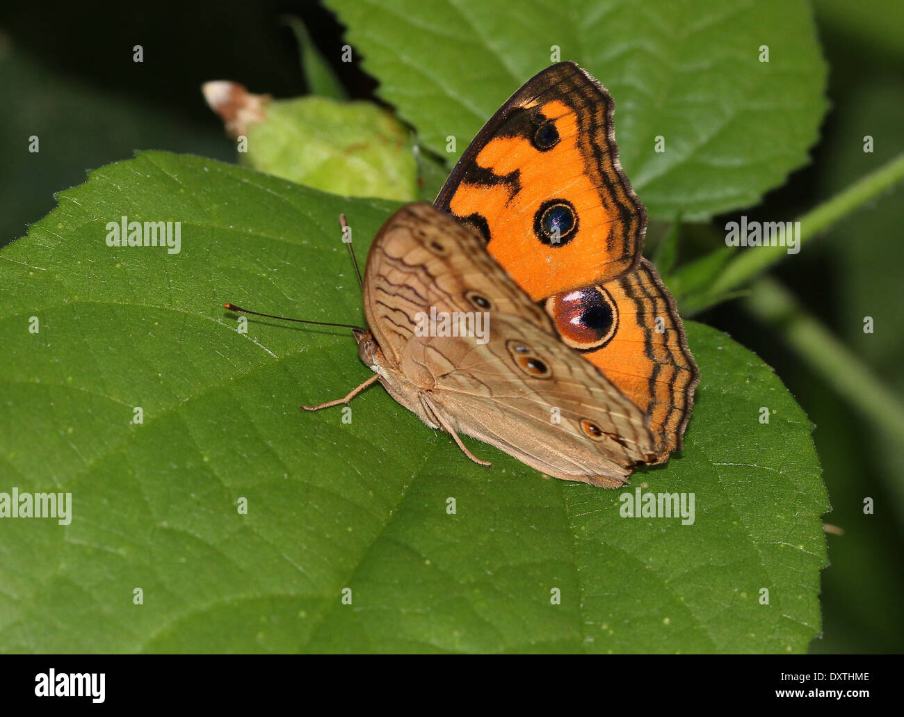 Peacock Pansy butterfly (Junonia almana Stock Photo - Alamy