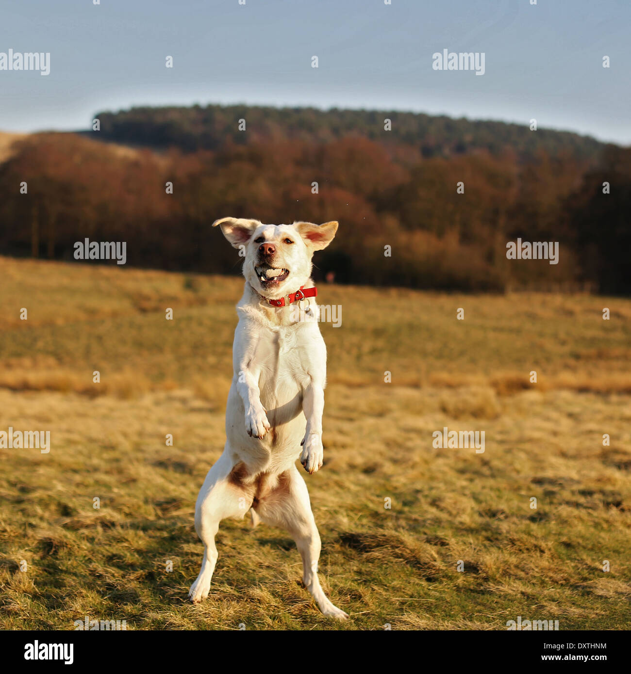 Ball throw dog hi-res stock photography and images - Alamy