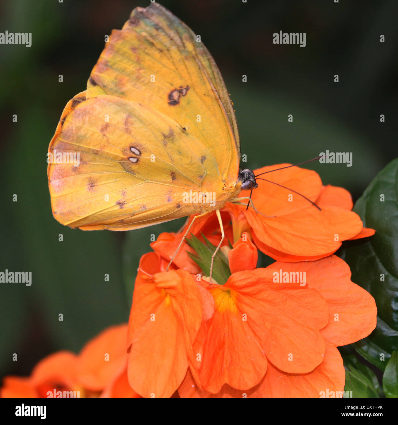 Cloudless Sulphur Butterfly (Phoebis sennae) foraging on a flower Stock ...