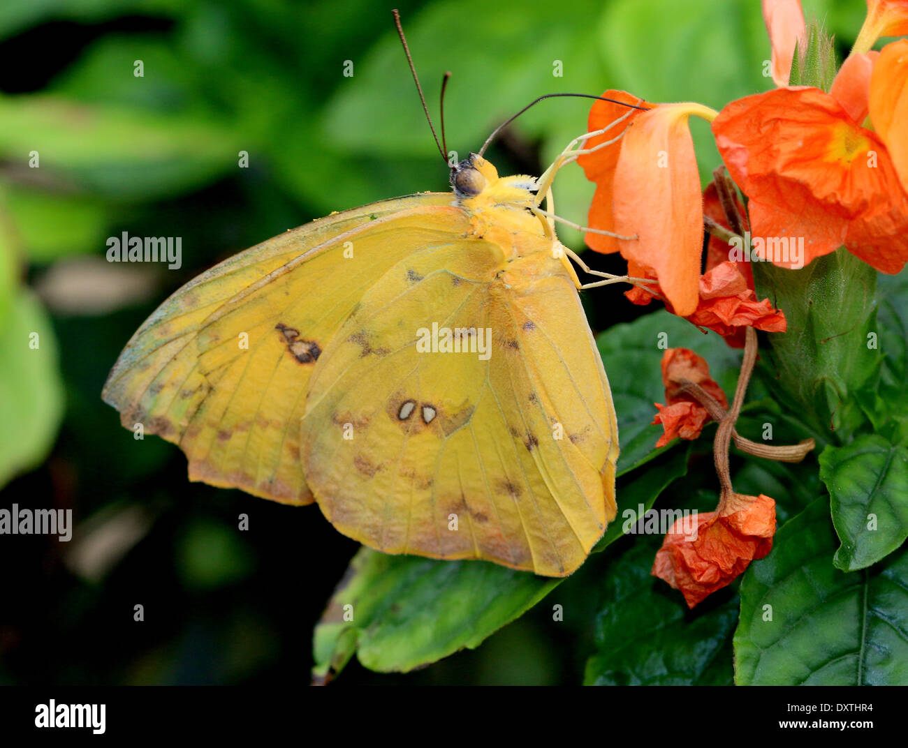 Cloudless Sulphur Butterfly (Phoebis sennae) foraging on a flower Stock ...