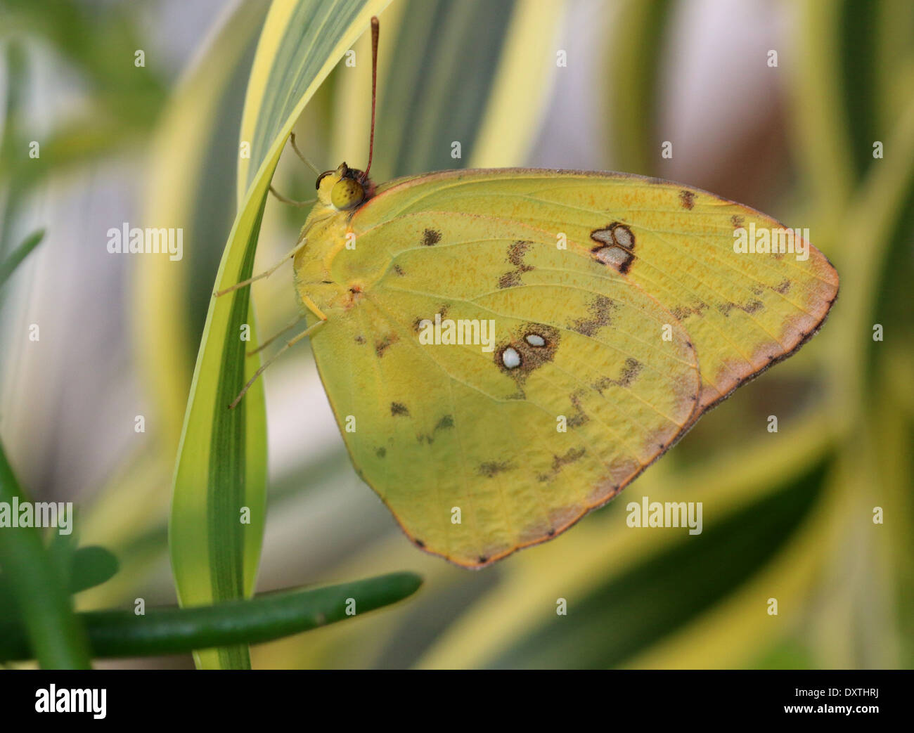 Female Cloudless Sulphur Butterfly (Phoebis sennae Stock Photo - Alamy