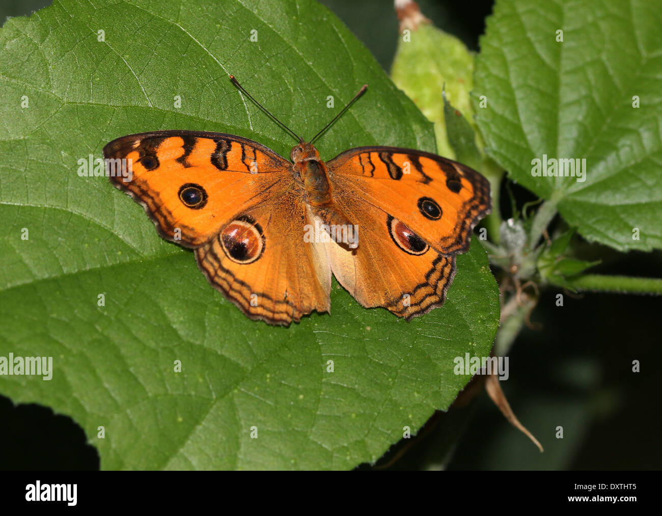 Peacock Pansy butterfly (Junonia almana Stock Photo - Alamy