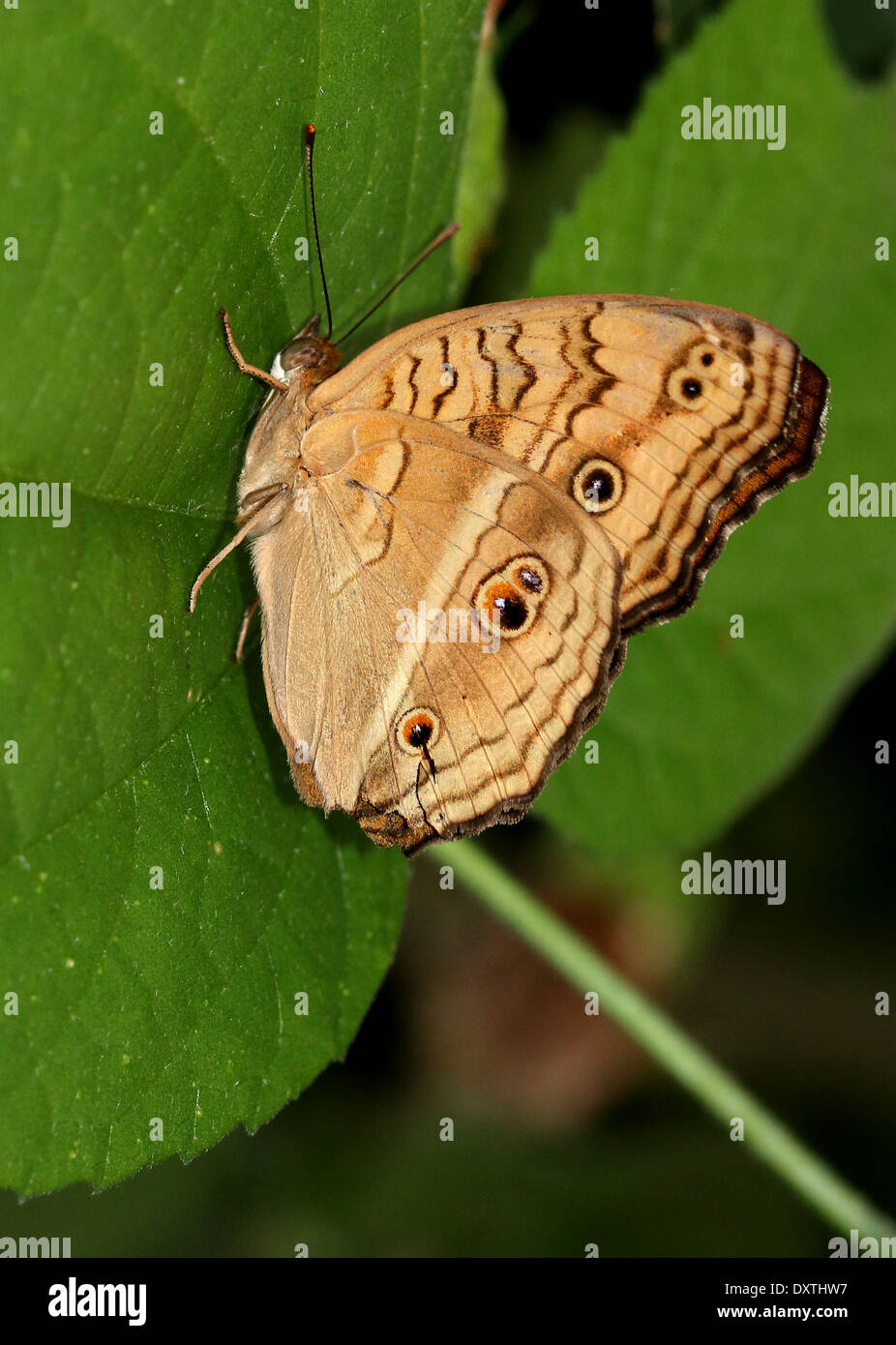 Junonia almana hi-res stock photography and images - Alamy