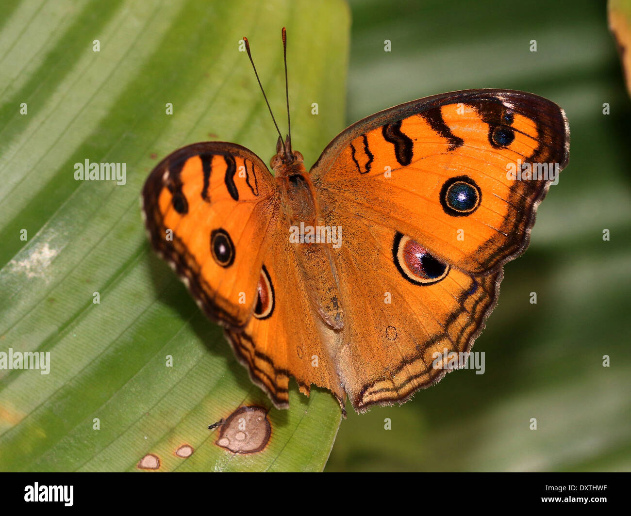 Peacock Pansy butterfly (Junonia almana Stock Photo - Alamy