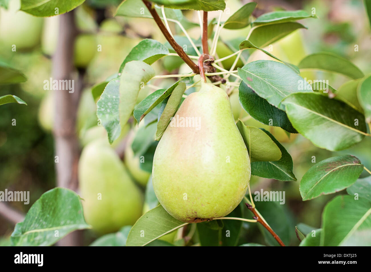 Green pear leaf hi-res stock photography and images - Alamy