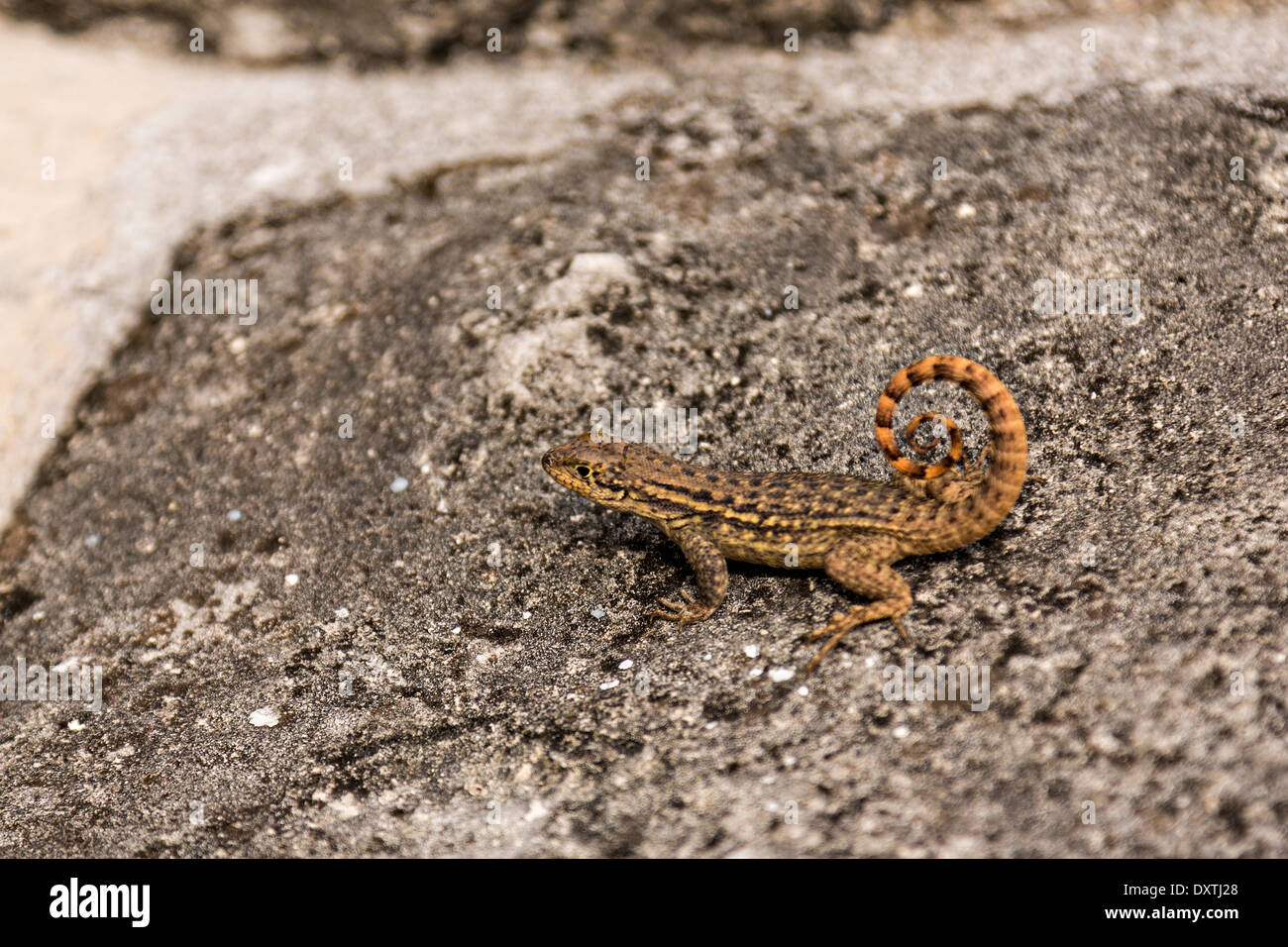 Bahama Curly tail lizard at Fort Charlotte Nassau, Bahamas, Caribbean ...