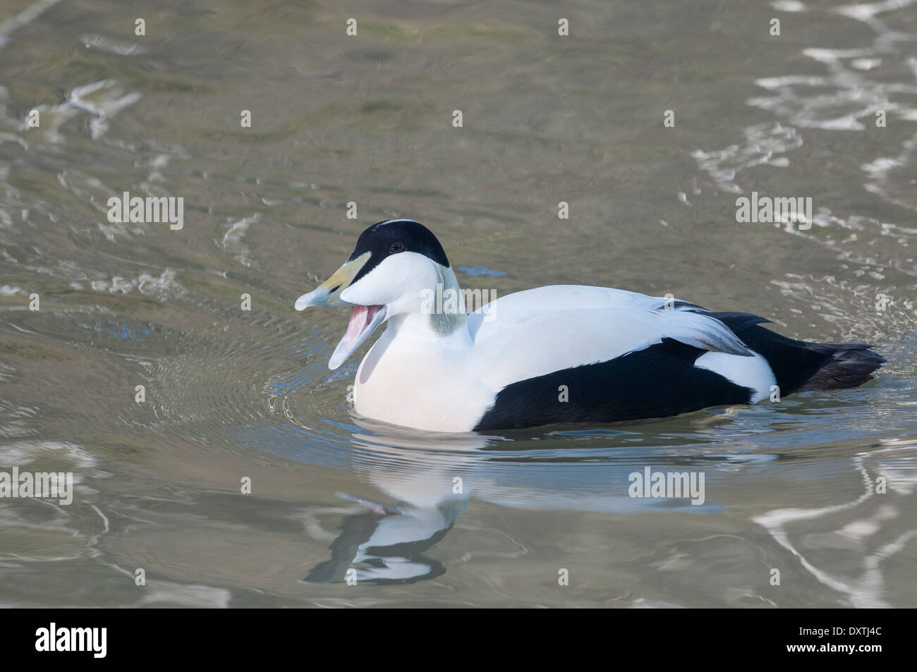 Eider goose hi-res stock photography and images - Alamy