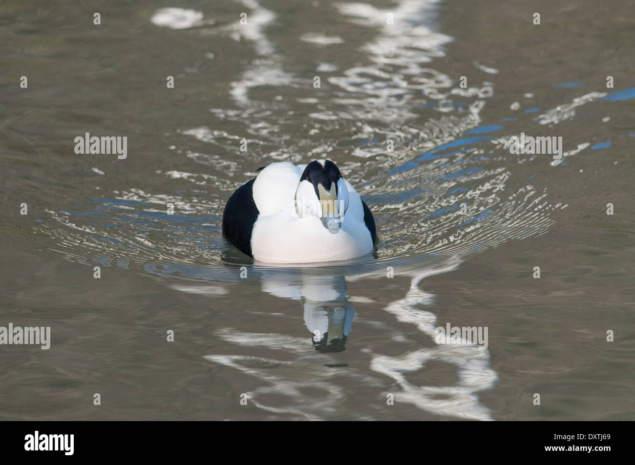 Duck eater hi-res stock photography and images - Alamy