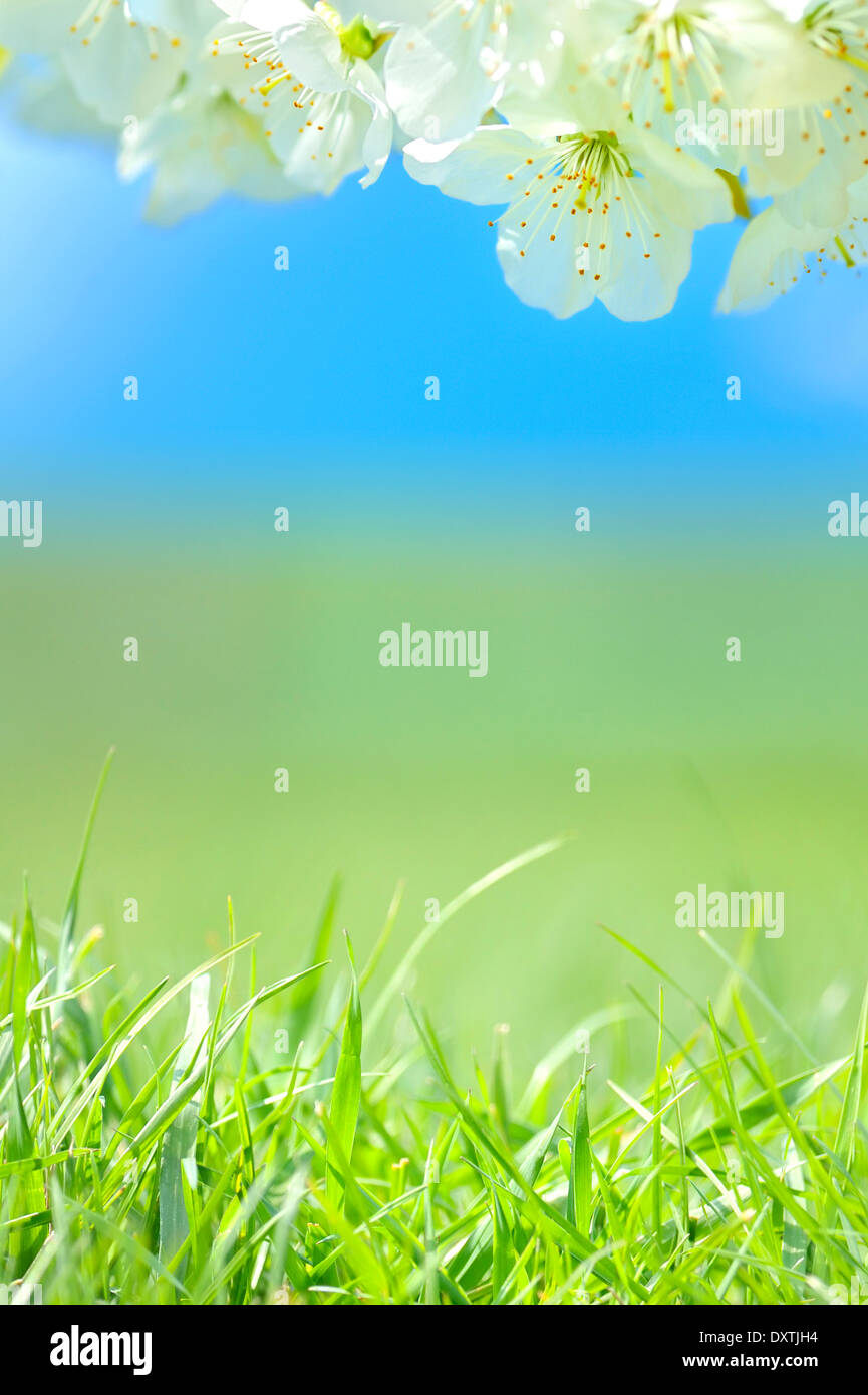 Background with spring blossoms and grass Stock Photo - Alamy