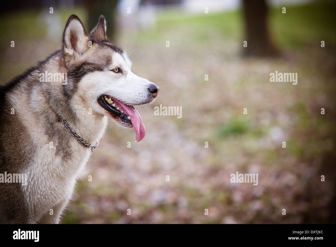 Husky people watching hi-res stock photography and images - Alamy