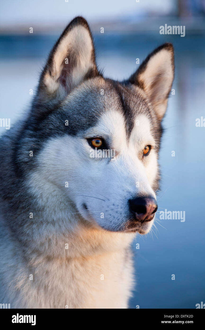 Husky hi-res stock photography and images - Alamy