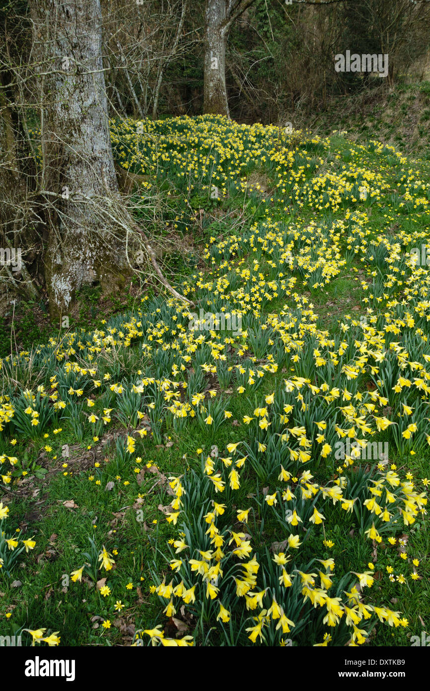 Wild daffodils (narcissus pseudonarcissus) grow in a Herefordshire wood ...