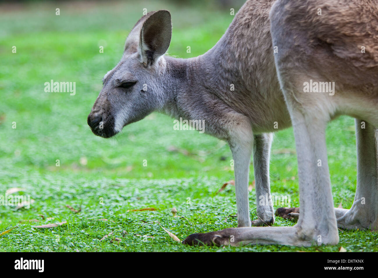 Victoria grey hi-res stock photography and images - Alamy