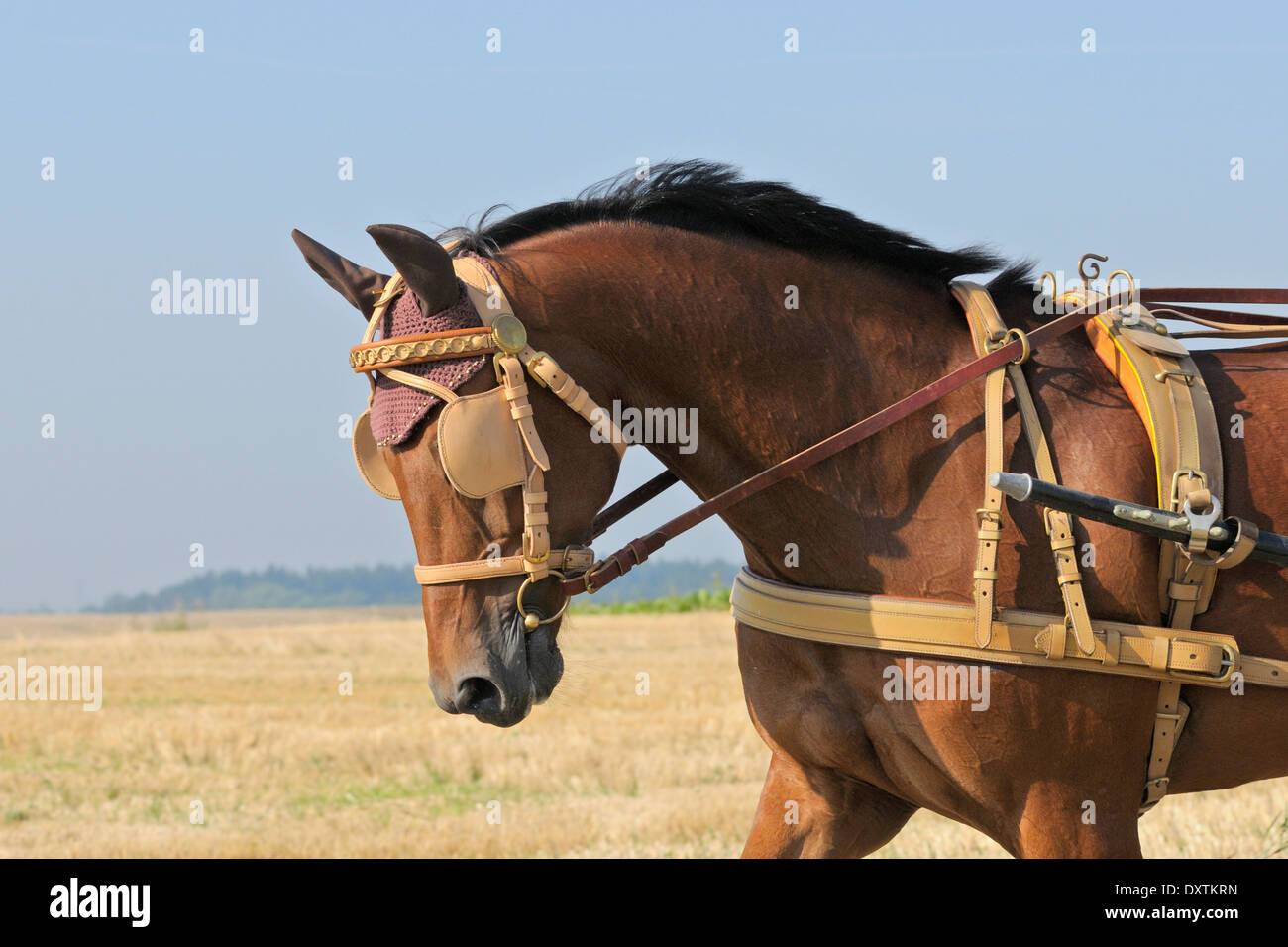 American standard hi-res stock photography and images - Alamy