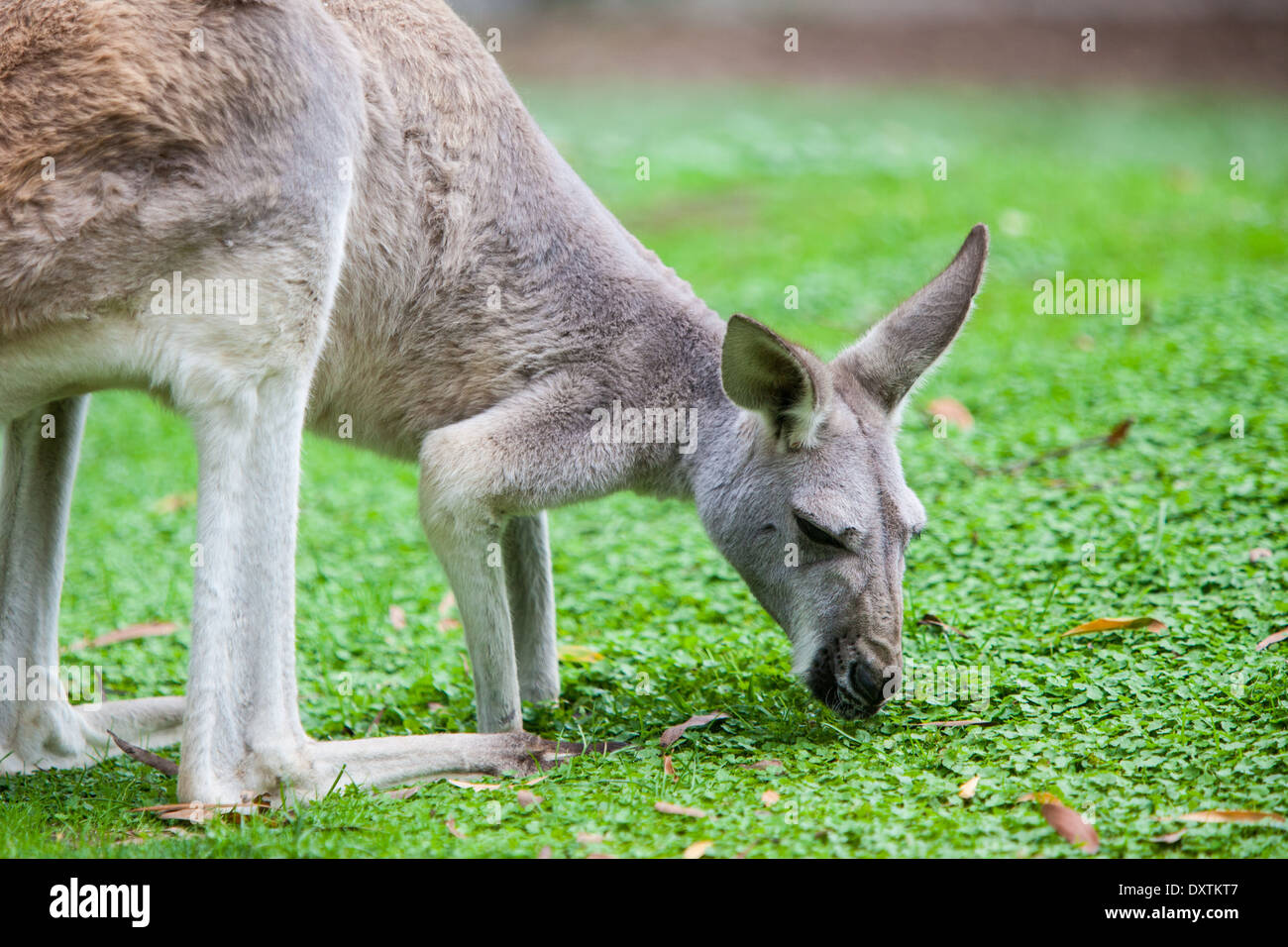 A kangaroo grazes in the wild in Victoria, Australia Stock Photo - Alamy