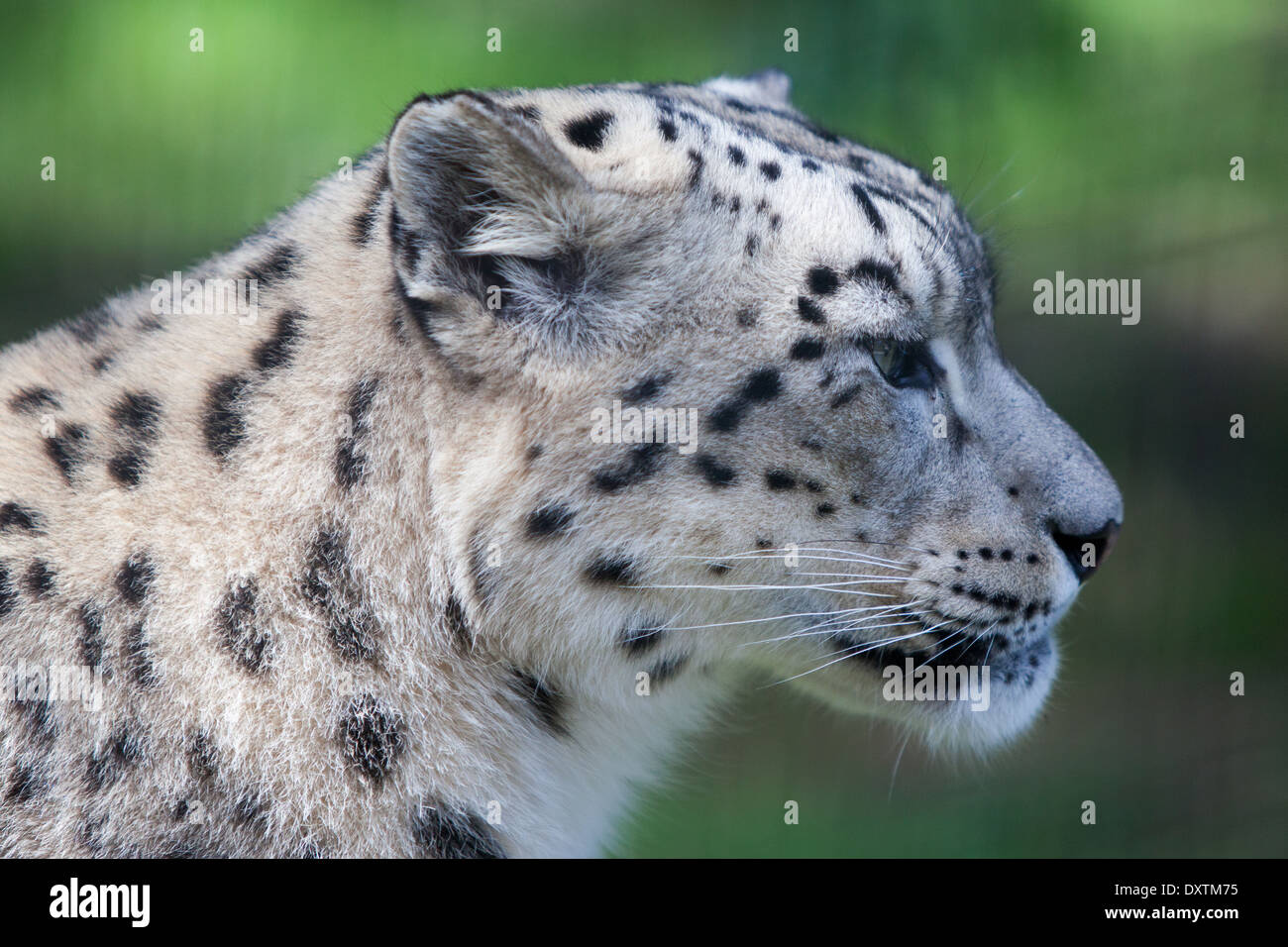 A snow leaopard watches its surroundings carefully Stock Photo - Alamy