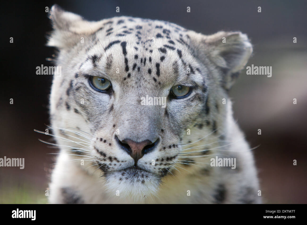 A snow leopard watches its surroundings carefully Stock Photo - Alamy