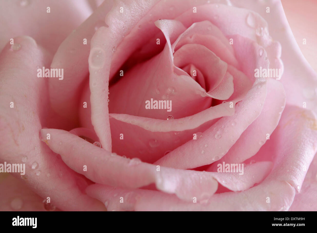 Soft pink rose hi-res stock photography and images - Alamy