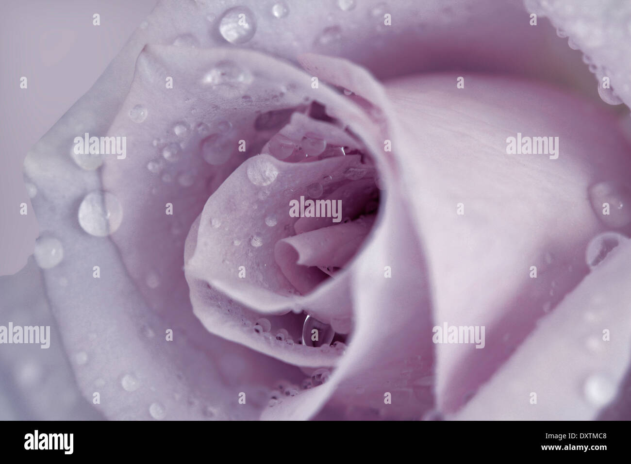 Single mauve rose hi-res stock photography and images - Alamy