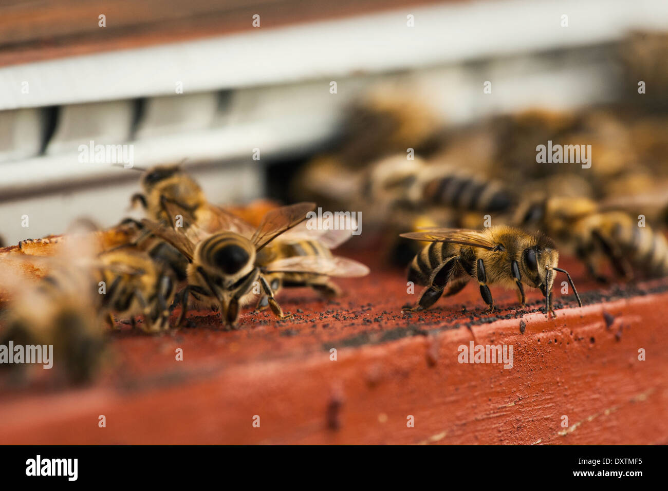 Beehive,(Apis mellifera), Croatia, Europe Stock Photo - Alamy