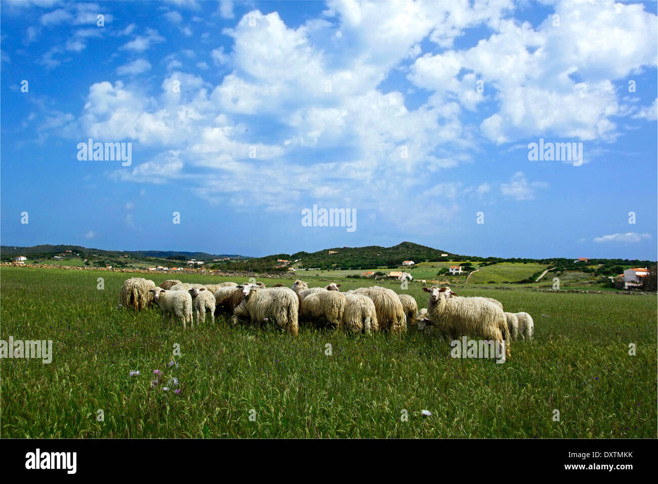 San Pietro Island Sardinia Italy , Flock of sardinian sheep Stock Photo ...