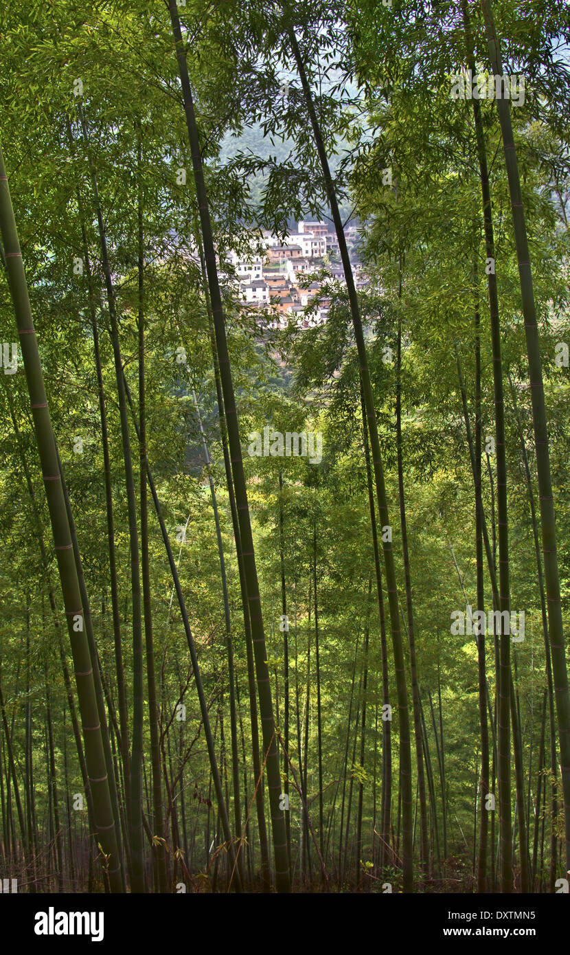 Bamboo forest near the village Mukeng. China Stock Photo - Alamy