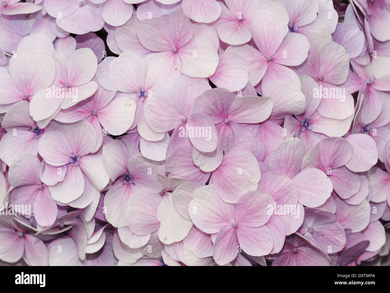 Purple hydrangea flowers for background Stock Photo - Alamy