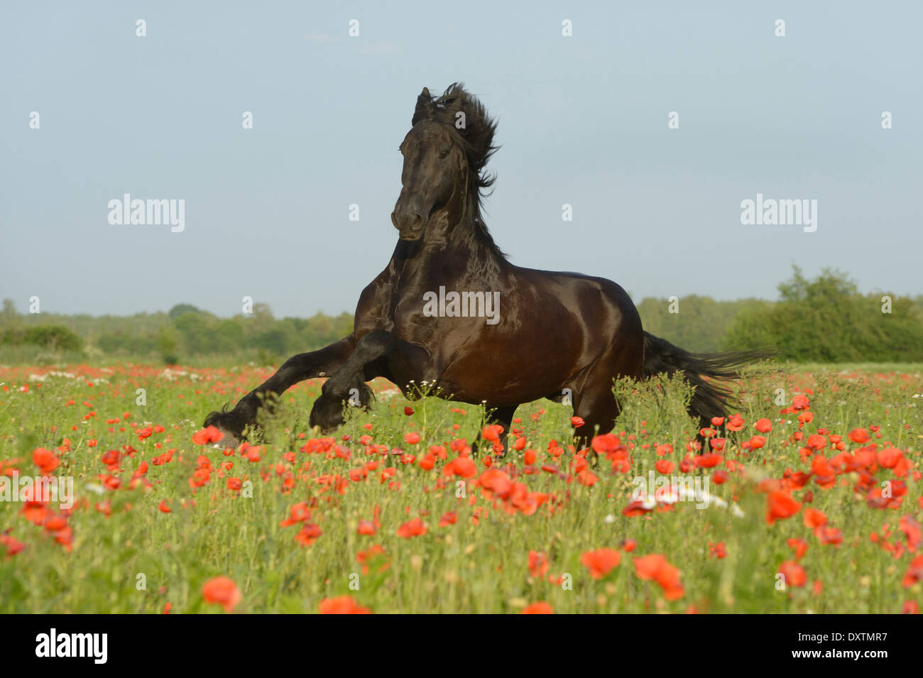 Friesian horse galloping in a poppy field Stock Photo - Alamy