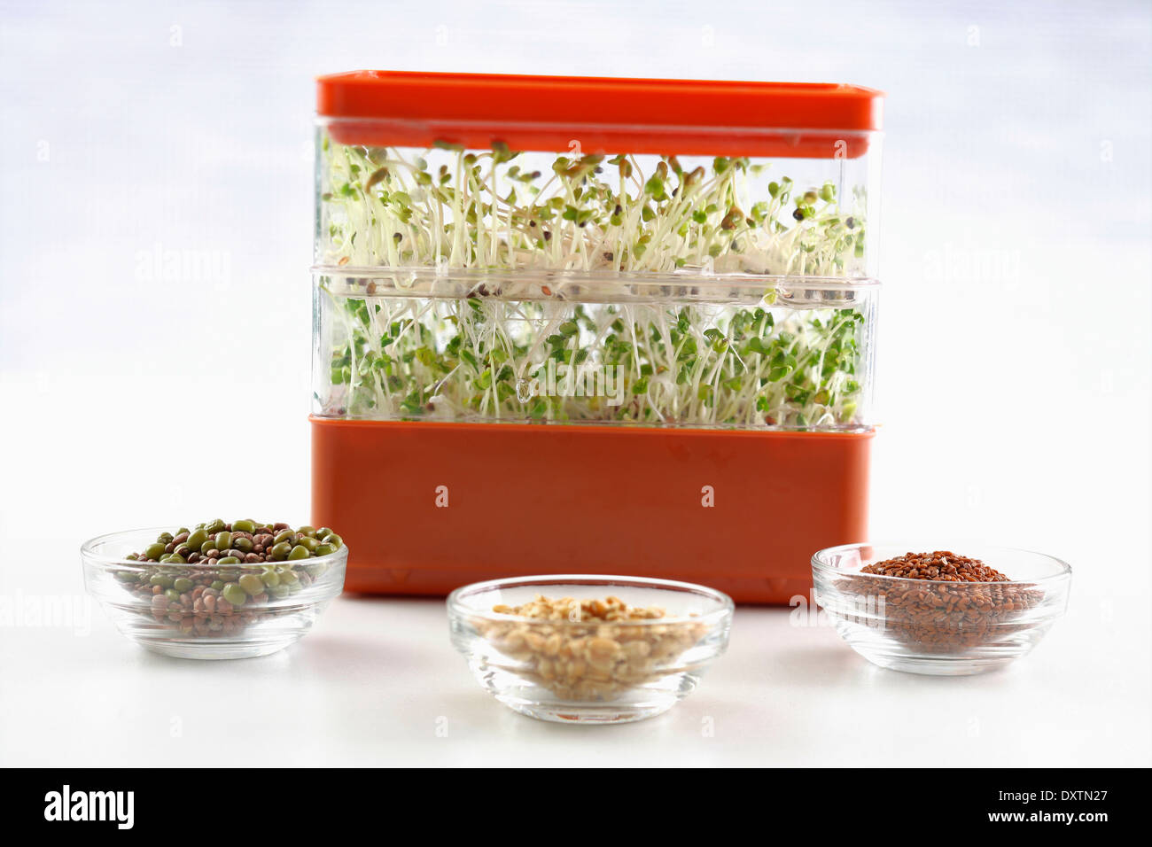 Sprouts growing in a plastic container Stock Photo - Alamy