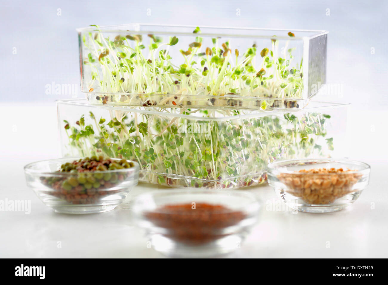 Sprouts growing in a plastic container Stock Photo - Alamy