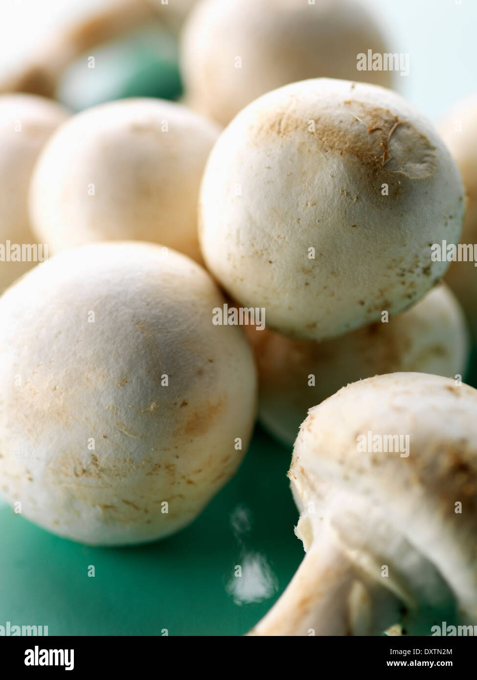Button mushrooms food still hi-res stock photography and images - Alamy
