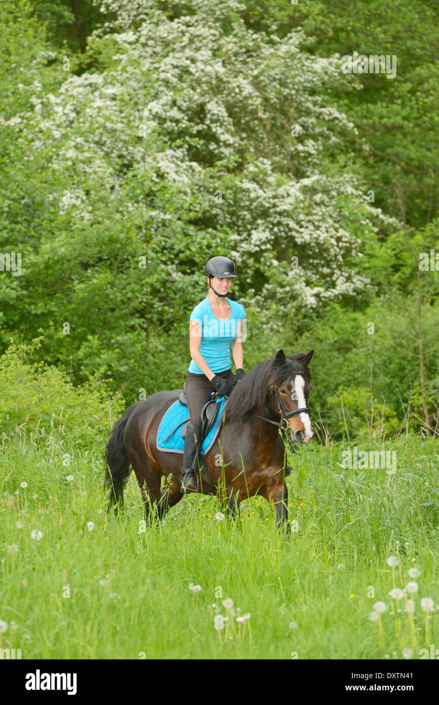 Ride out on Connemara pony Stock Photo - Alamy