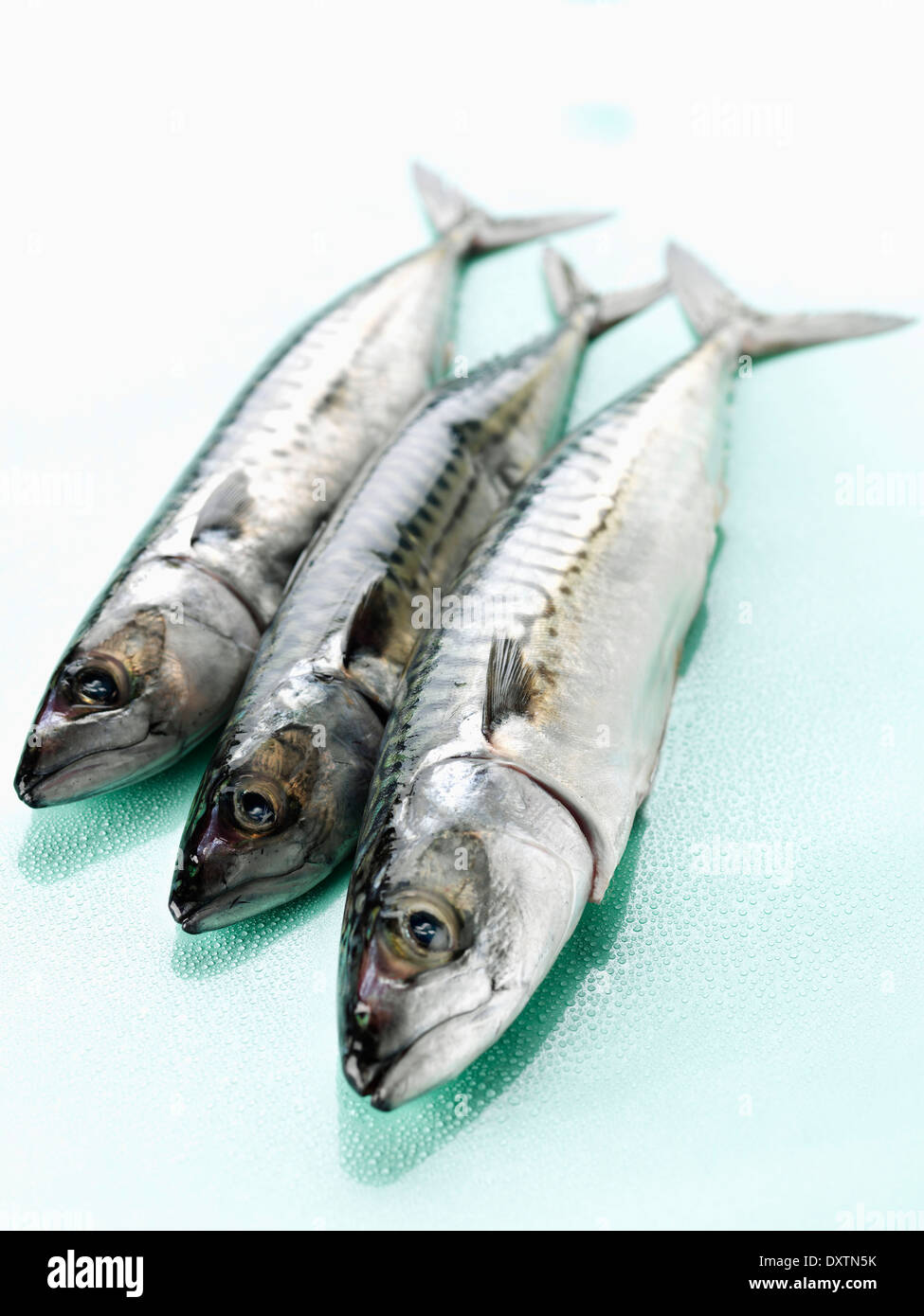 Mackerels hi-res stock photography and images - Alamy