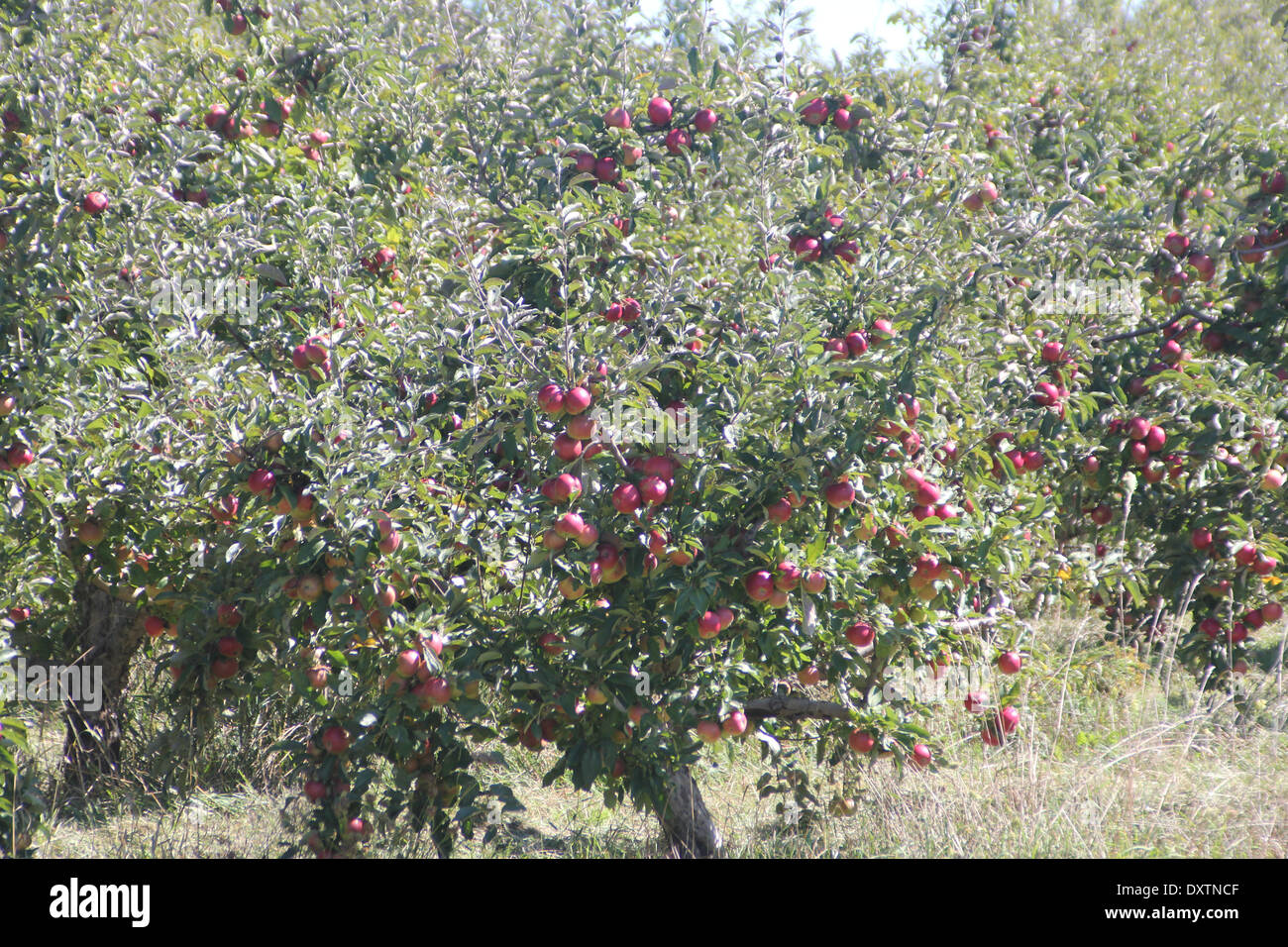 Apple trees laden with nearly ripe apples almost ready for picking ...