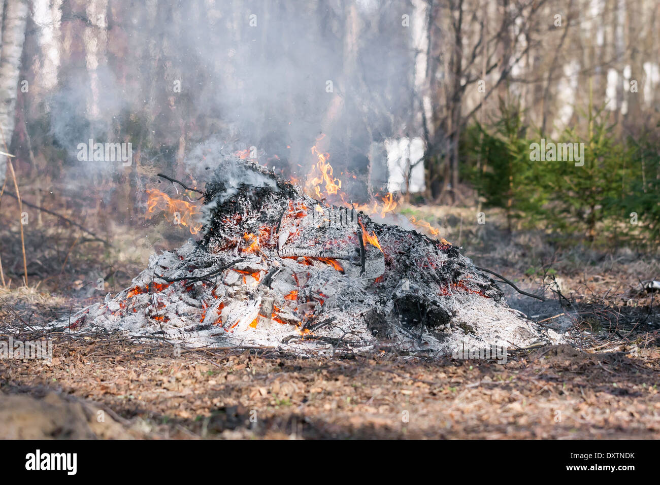 Smoking bonfire with small flames in forest at spring Stock Photo - Alamy