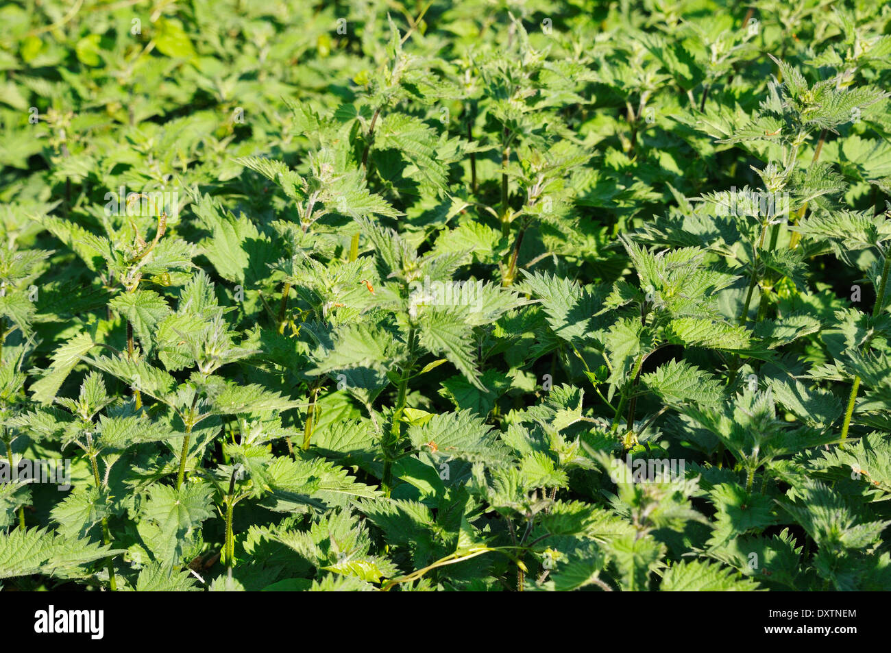 Field of nettles Stock Photo - Alamy