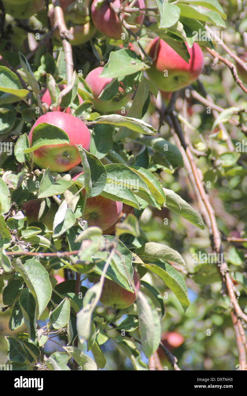 Branches of apple tree hi-res stock photography and images - Alamy