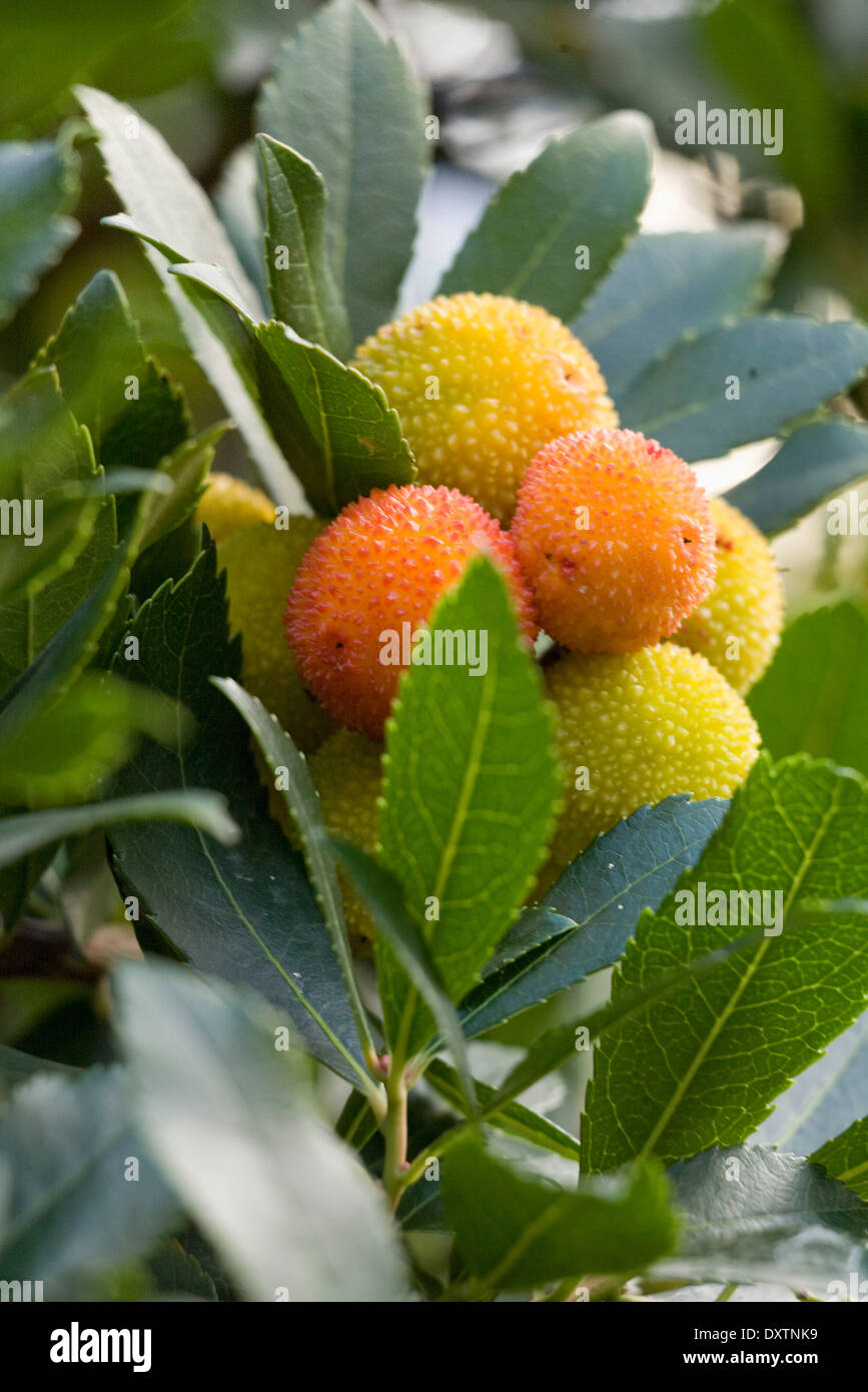 Arbutus berries hi-res stock photography and images - Alamy