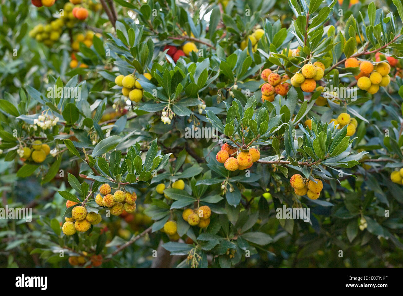 Arbutus trees hi-res stock photography and images - Alamy