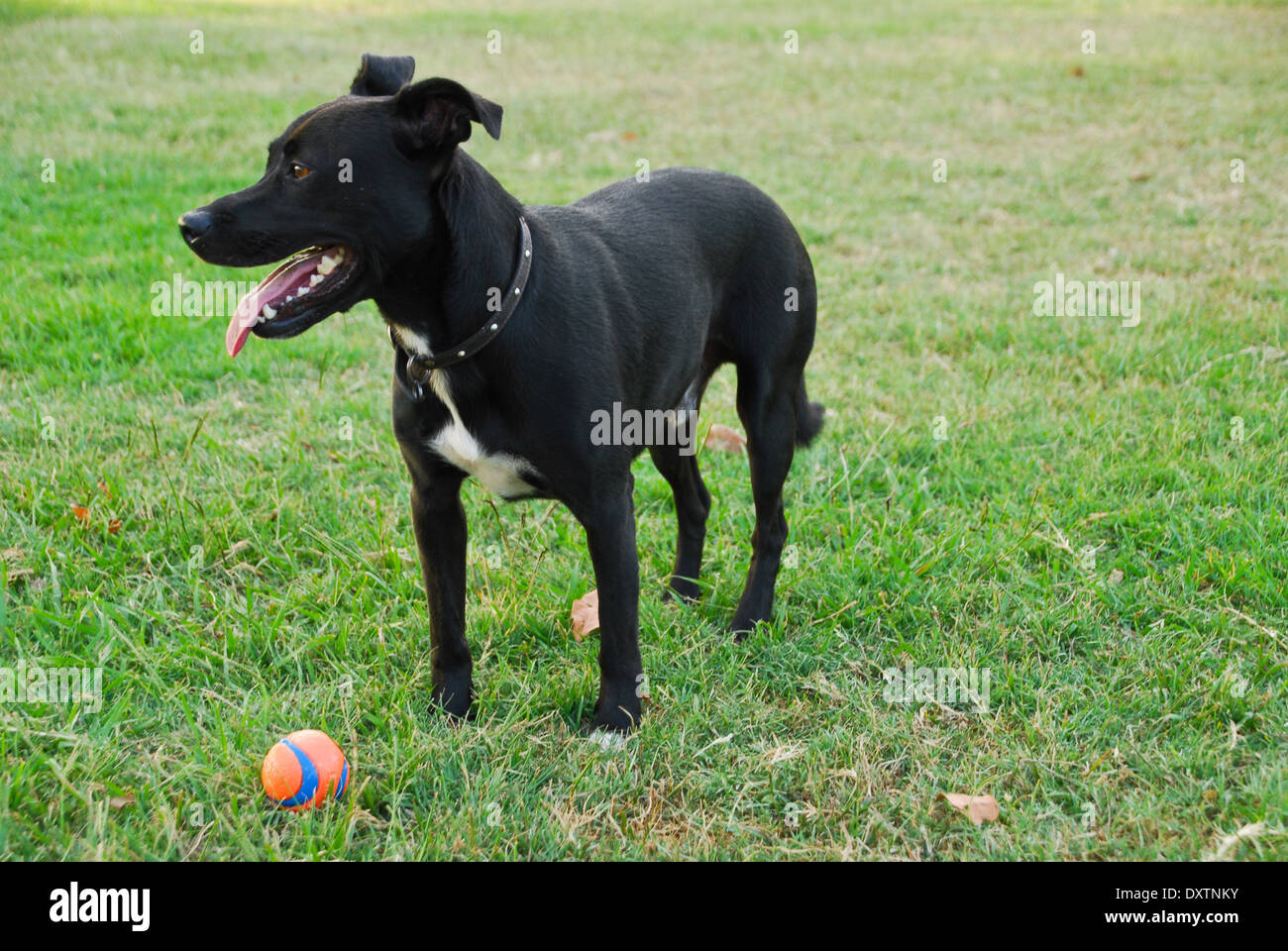 Dog playing with ball hi-res stock photography and images - Alamy