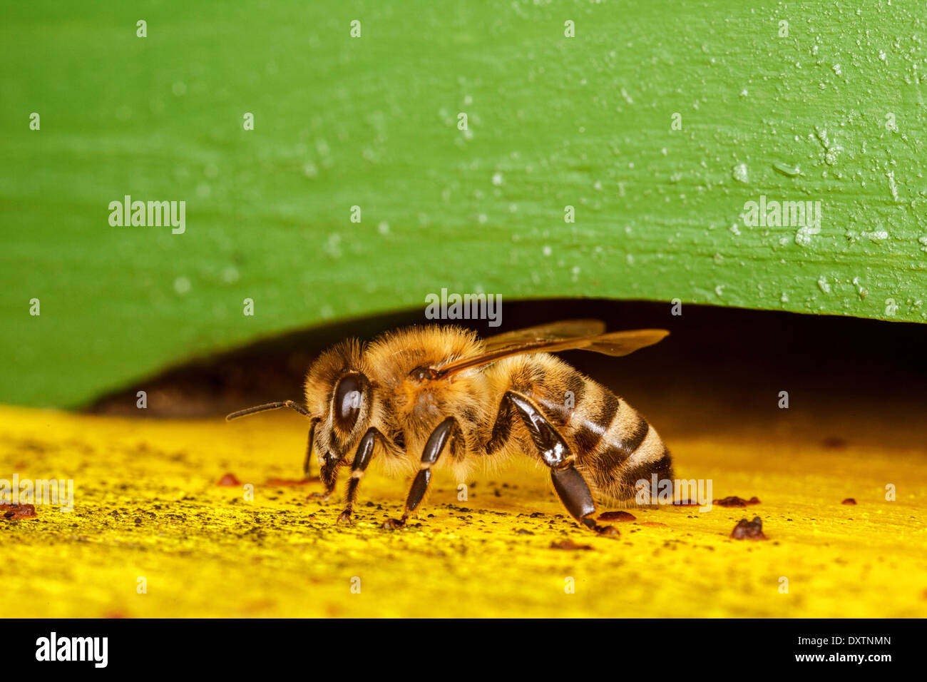 World of insects croatia hi-res stock photography and images - Alamy