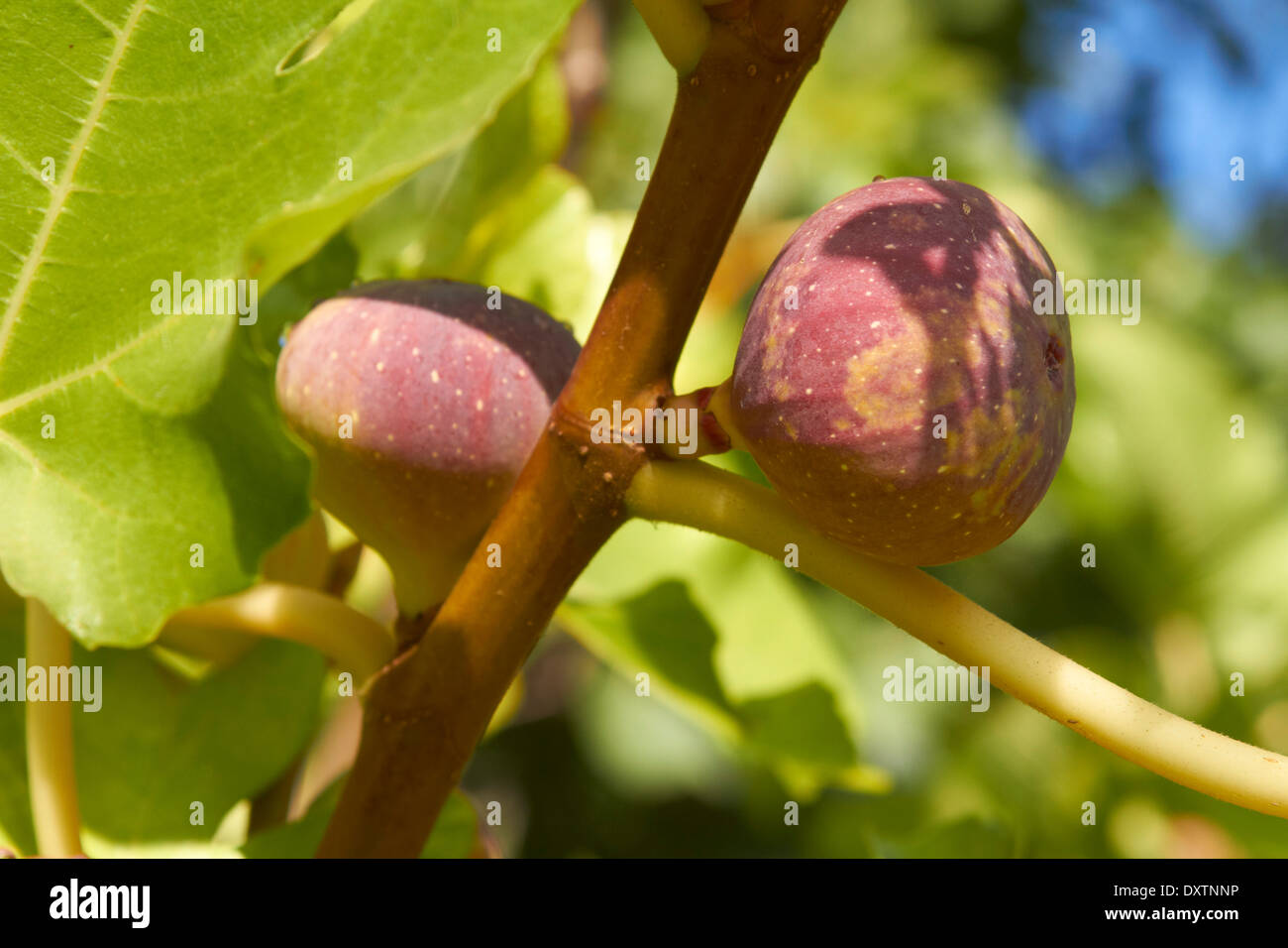Figs on the tree Stock Photo - Alamy