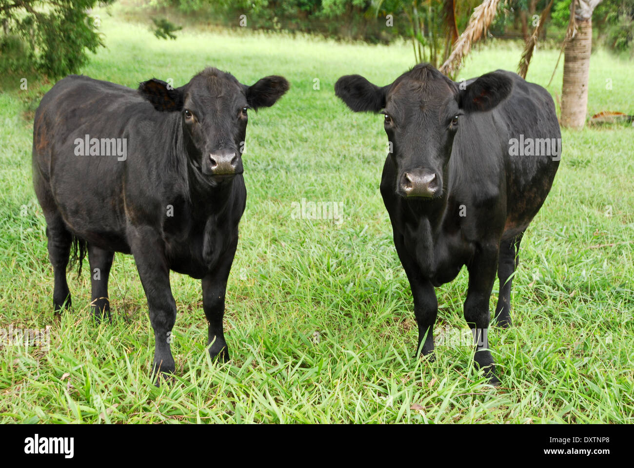 Black Cattle Breeds In Australia