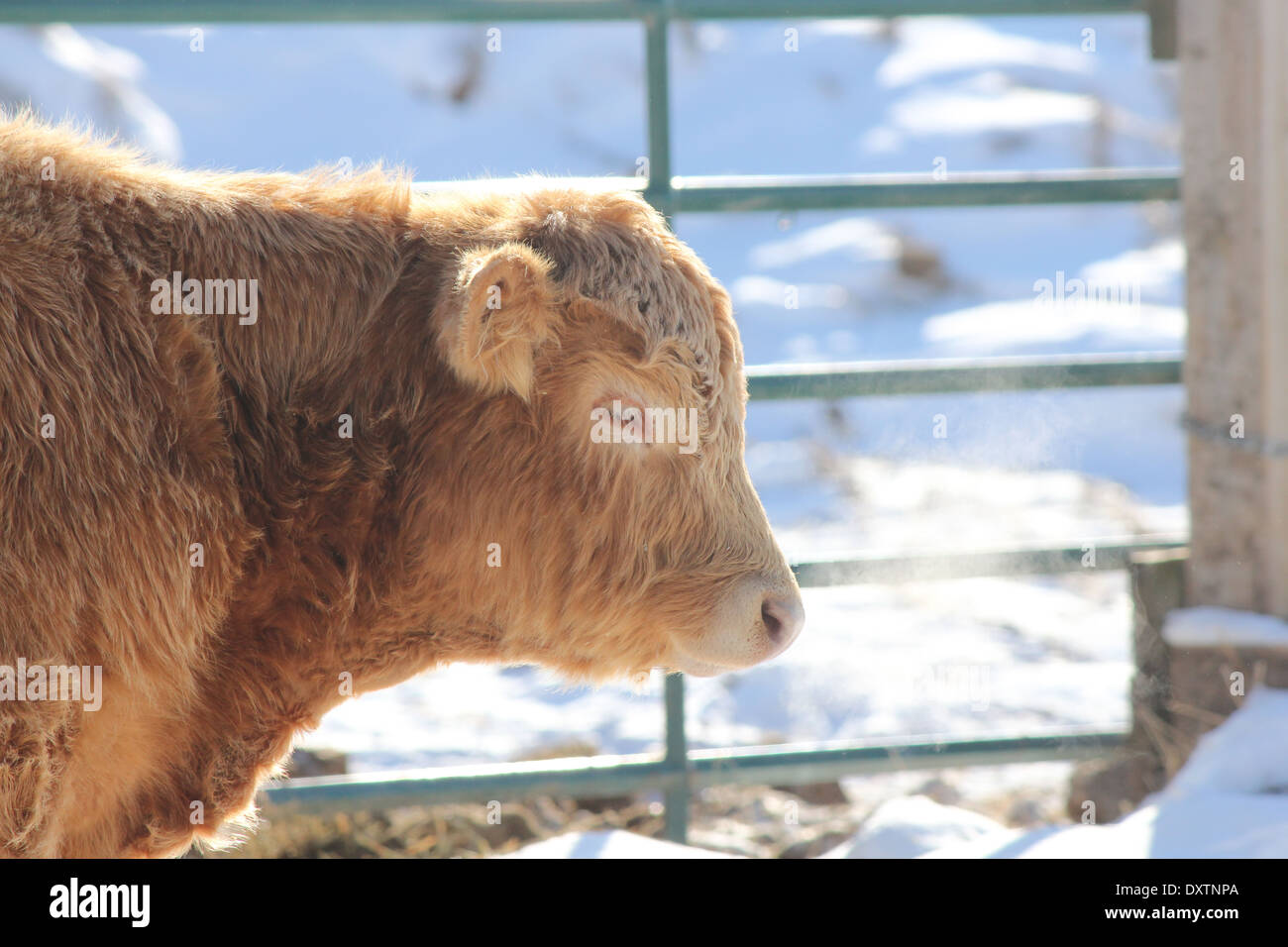 Head and neck of a young brown Bull on the outside of a transfer area ...