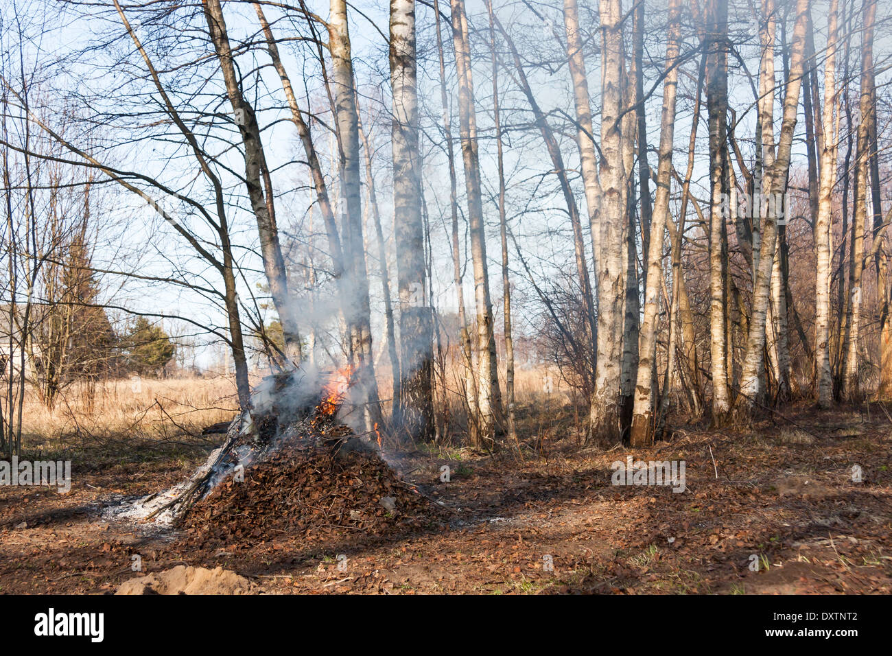Bonfire forest hi-res stock photography and images - Alamy