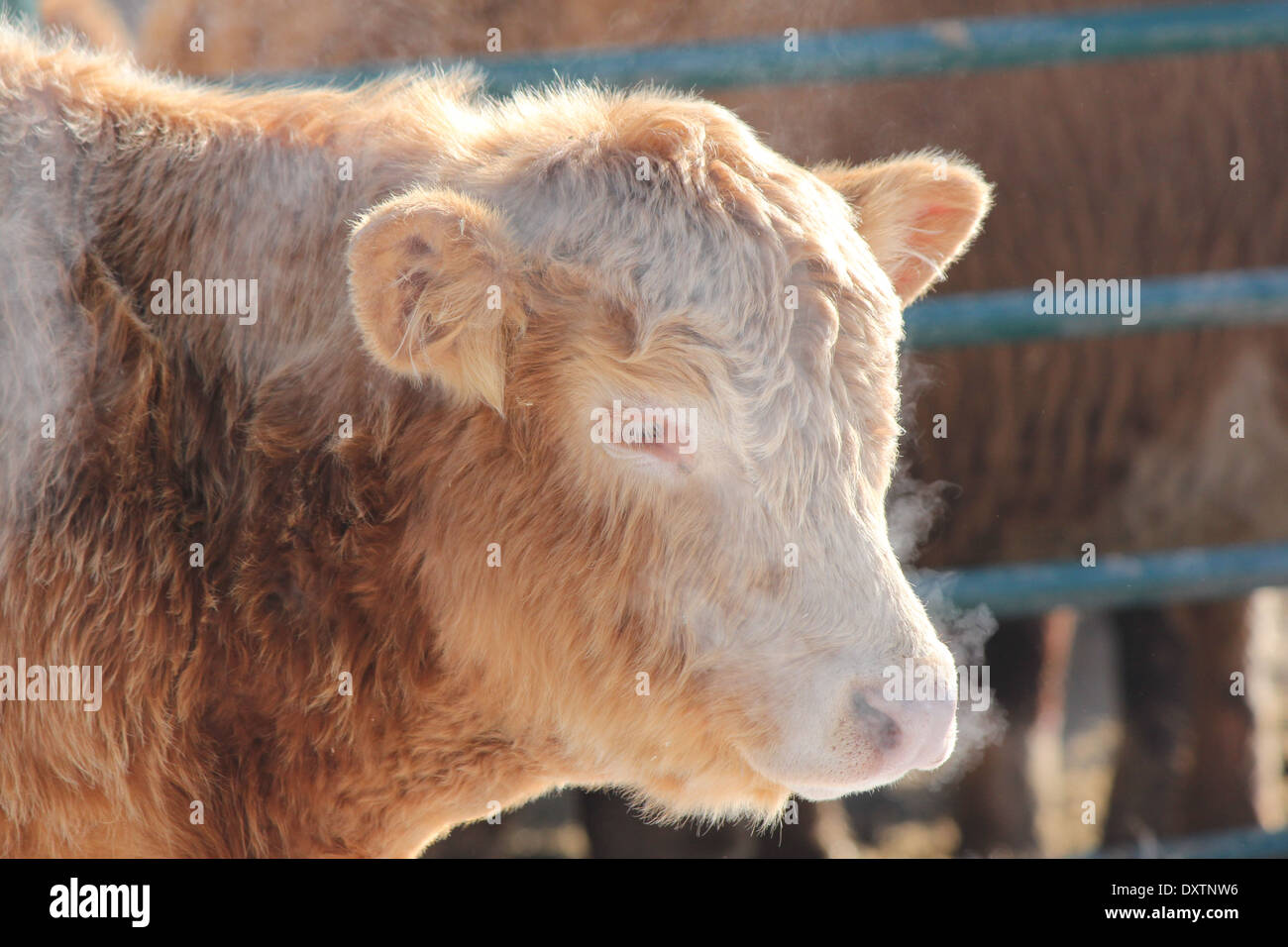 Head and neck area of a young Bull on the outside of a transfer area ...