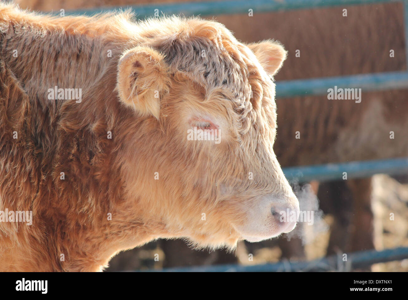 Head and neck of a young bull calf at the gate outside of a feed ...
