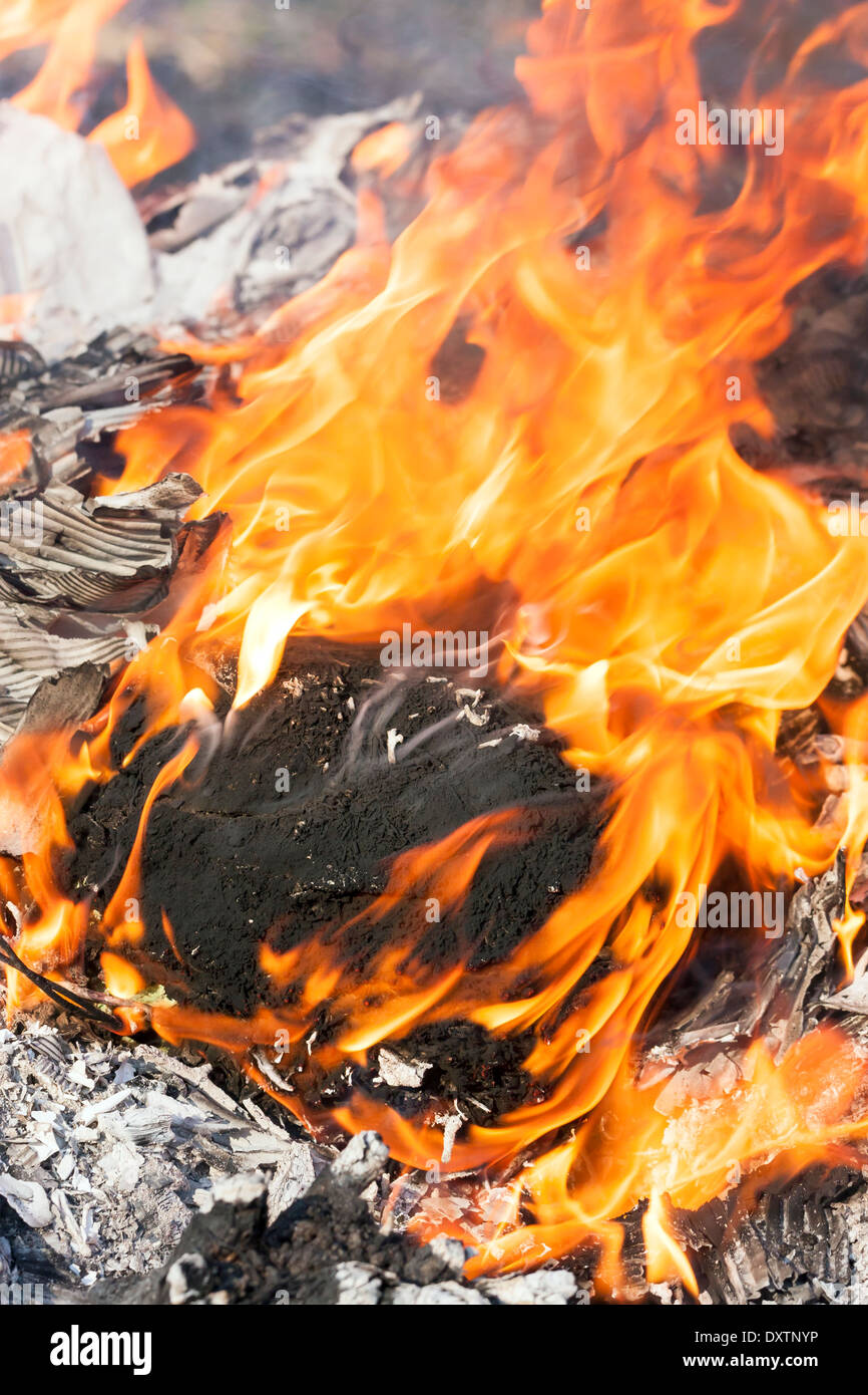 Fire flames around burning tree log Stock Photo - Alamy